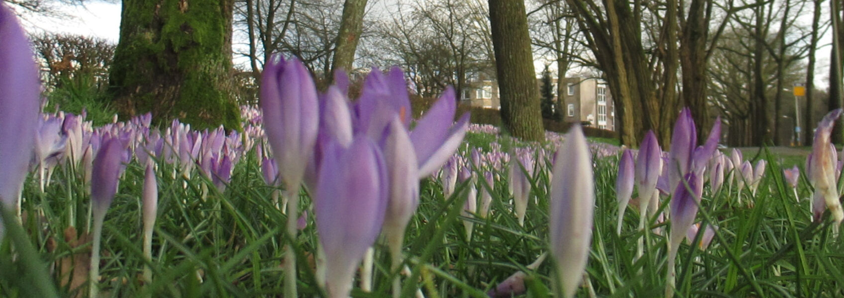 bollen en knollen – Tuin inbeeld